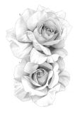 Roses Pencil Drawing - Matthew Hack - Drawings & Illustration, Flowers ...