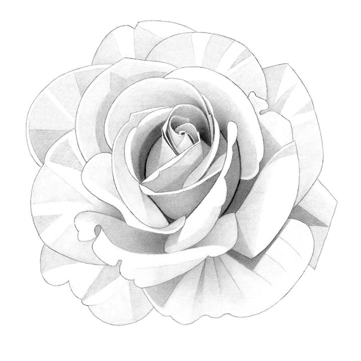 Rose Pencil Drawing - Matthew Hack - Drawings & Illustration, Flowers ...