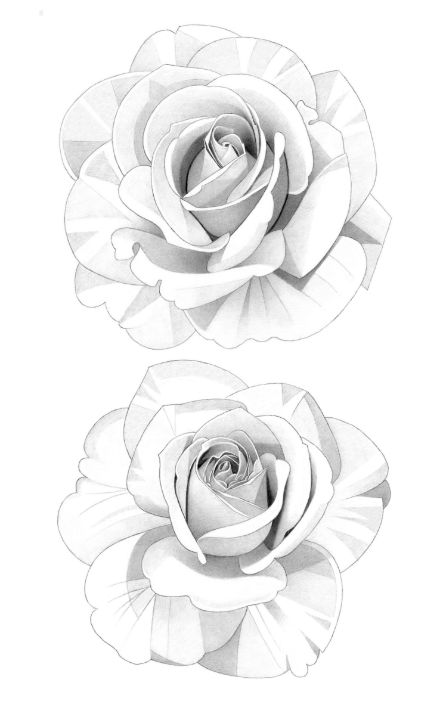 Roses Pencil Drawing - Matthew Hack - Drawings & Illustration, Flowers ...