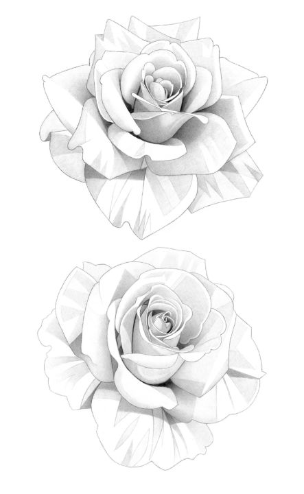 Roses Pencil Drawing - Matthew Hack - Drawings & Illustration, Flowers ...