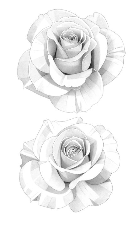 Roses Pencil Drawing - Matthew Hack - Drawings & Illustration, Flowers ...