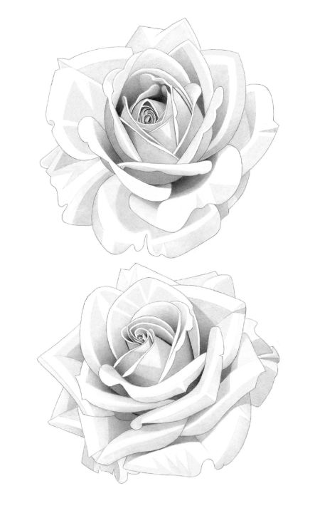 Roses Pencil Drawing - Matthew Hack - Drawings & Illustration, Flowers ...