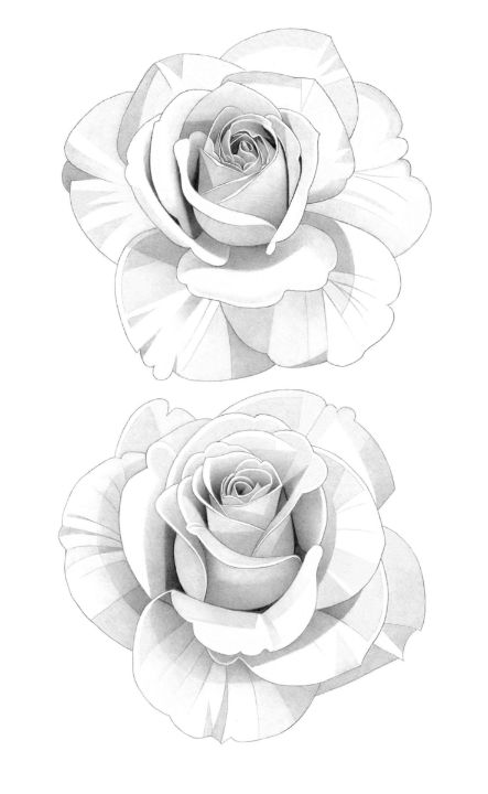 Roses Pencil Drawing - Matthew Hack - Drawings & Illustration, Flowers ...
