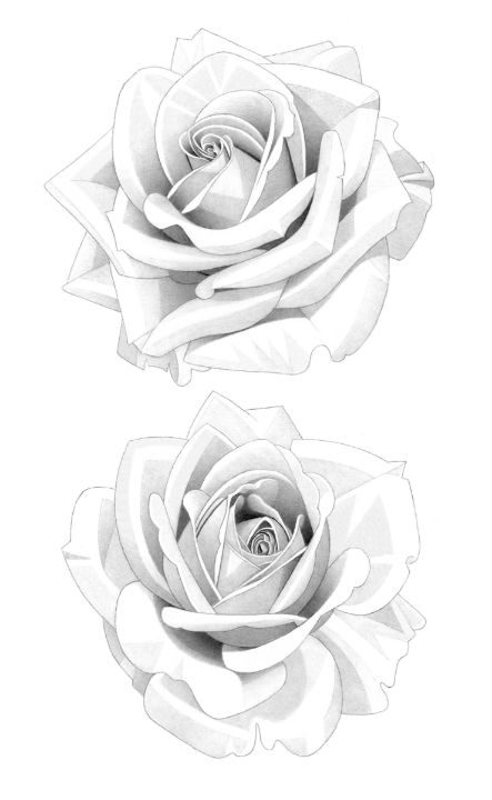 Roses Pencil Drawing - Matthew Hack - Drawings & Illustration, Flowers ...