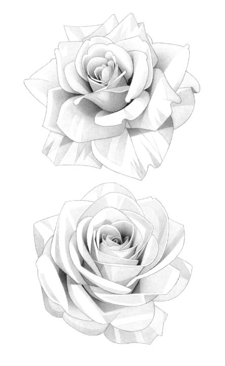 Roses Pencil Drawing - Matthew Hack - Drawings & Illustration, Flowers ...