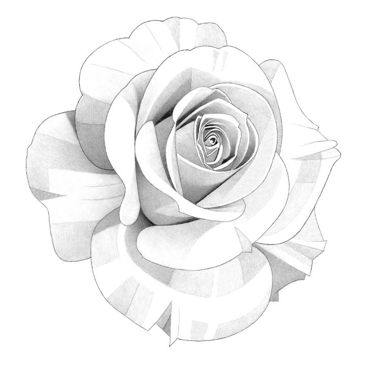 Rose Pencil Drawing - Matthew Hack - Drawings & Illustration, Flowers ...
