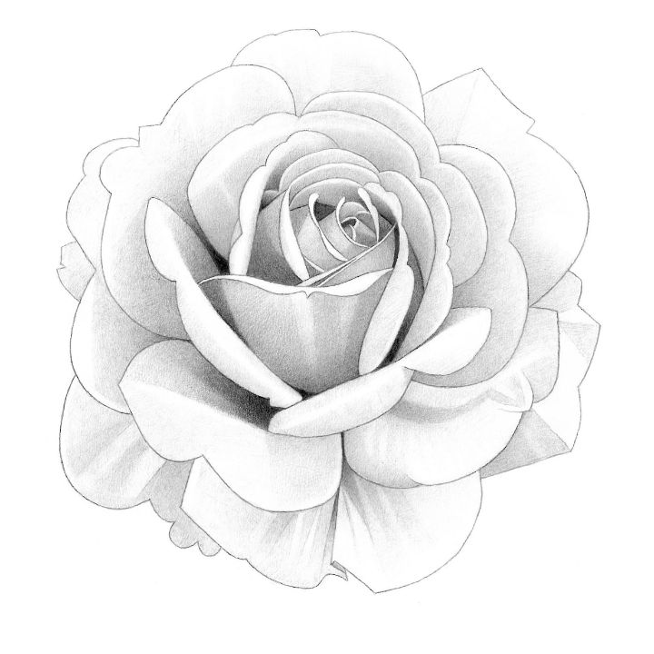 Rose Pencil Drawing - Matthew Hack - Drawings & Illustration, Flowers ...