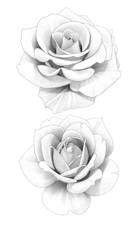 Roses Pencil Drawing - Matthew Hack - Drawings & Illustration, Flowers ...