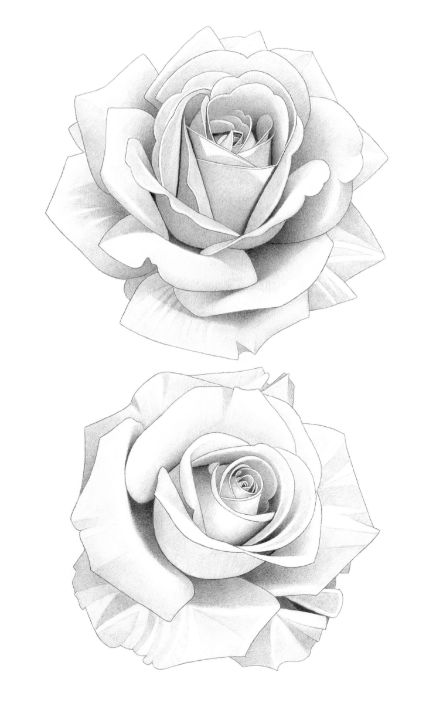 Roses Pencil Drawing - Matthew Hack - Drawings & Illustration, Flowers ...