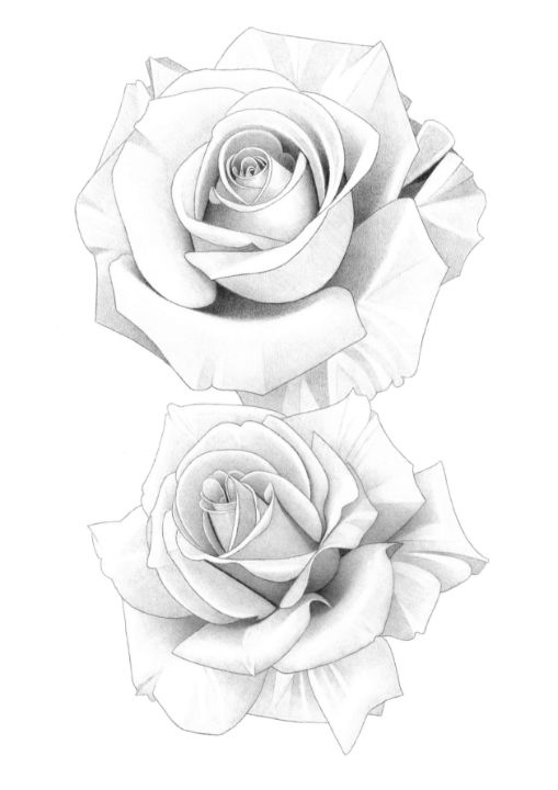 Roses Pencil Drawing - Matthew Hack - Drawings & Illustration, Flowers ...