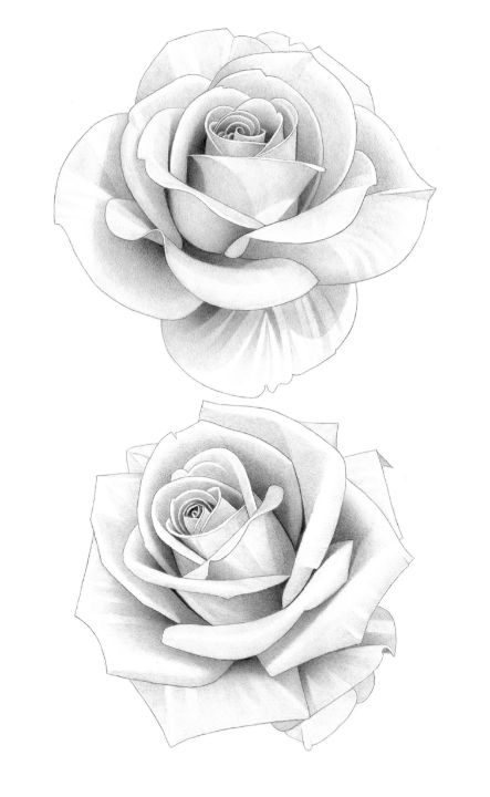 Roses Pencil Drawing - Matthew Hack - Drawings & Illustration, Flowers ...