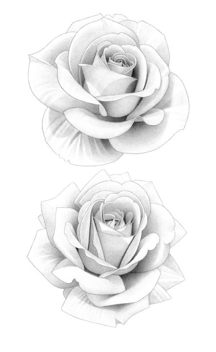 Roses Pencil Drawing - Matthew Hack - Drawings & Illustration, Flowers ...