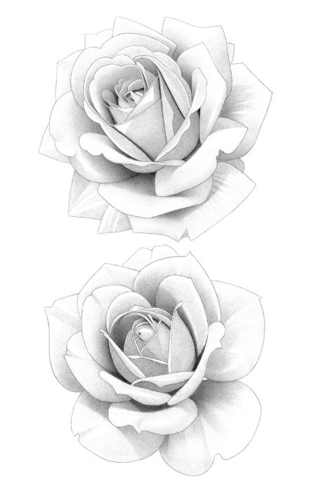 Roses Pencil Drawing - Matthew Hack - Drawings & Illustration, Flowers ...