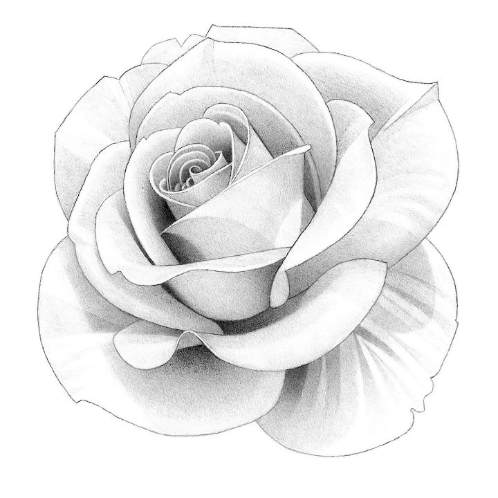 Rose Pencil Drawing - Matthew Hack - Drawings & Illustration, Flowers ...