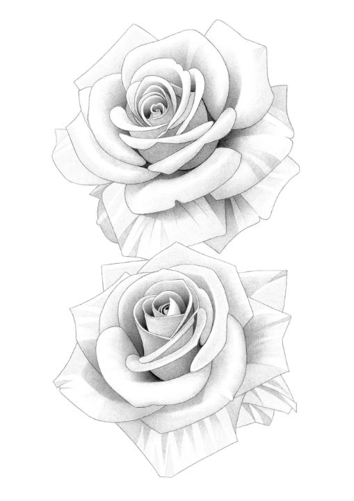 Roses Pencil Drawing - Matthew Hack - Drawings & Illustration, Flowers ...