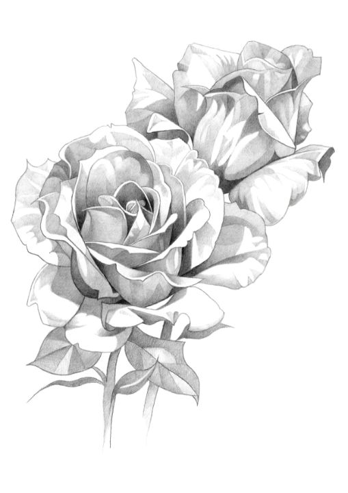 Roses Pencil Drawing Art Print - Matthew Hack - Drawings & Illustration ...