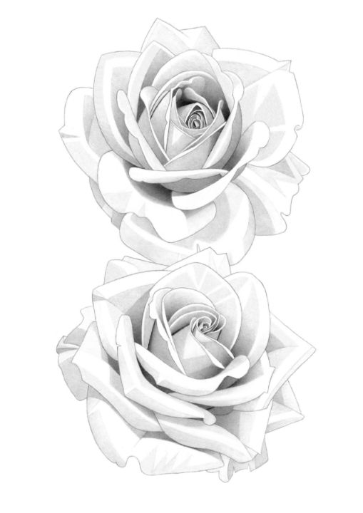 Roses Pencil Drawing - Matthew Hack - Drawings & Illustration, Flowers ...