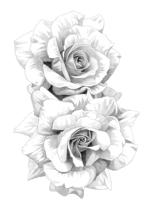 Roses Pencil Drawing - Matthew Hack - Drawings & Illustration, Flowers ...