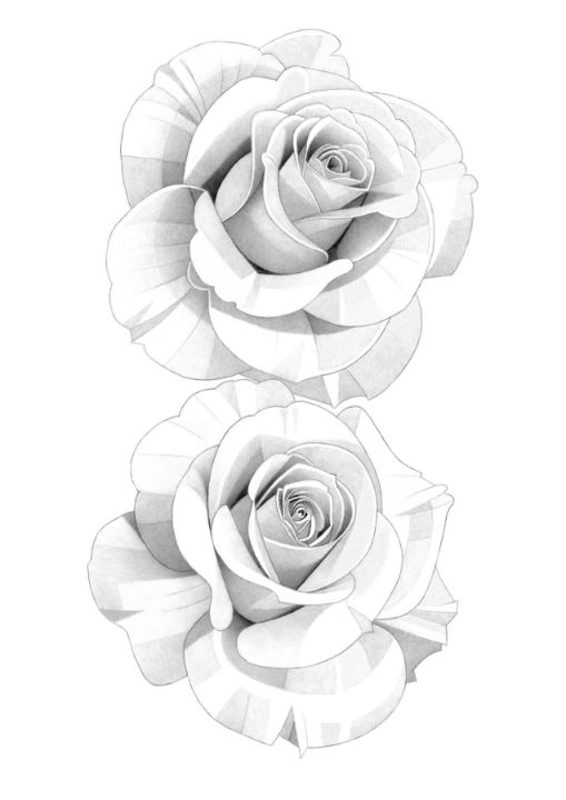 Roses Pencil Drawing - Matthew Hack - Drawings & Illustration, Flowers ...