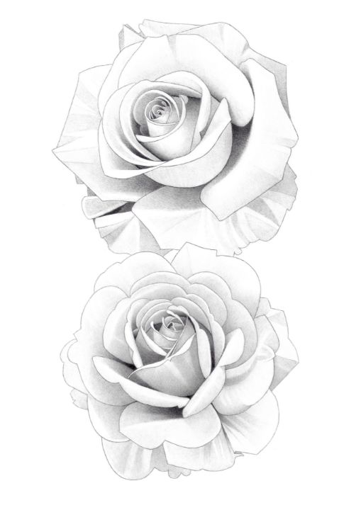 Roses Pencil Drawing - Matthew Hack - Drawings & Illustration, Flowers ...