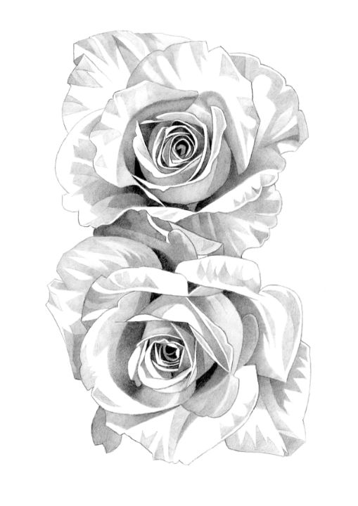Roses Pencil Drawing - Matthew Hack - Drawings & Illustration, Flowers ...