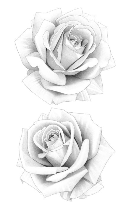 Roses Pencil Drawing - Matthew Hack - Drawings & Illustration, Flowers ...