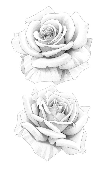 Roses Pencil Drawing - Matthew Hack - Drawings & Illustration, Flowers ...