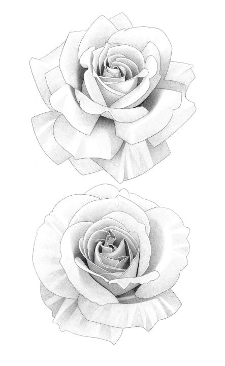 Roses Pencil Drawing - Matthew Hack - Drawings & Illustration, Flowers ...