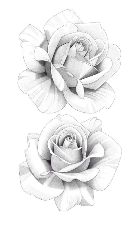 Roses Pencil Drawing - Matthew Hack - Drawings & Illustration, Flowers ...