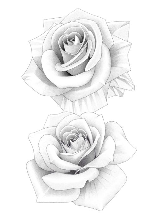 Roses Pencil Drawing - Matthew Hack - Drawings & Illustration, Flowers ...