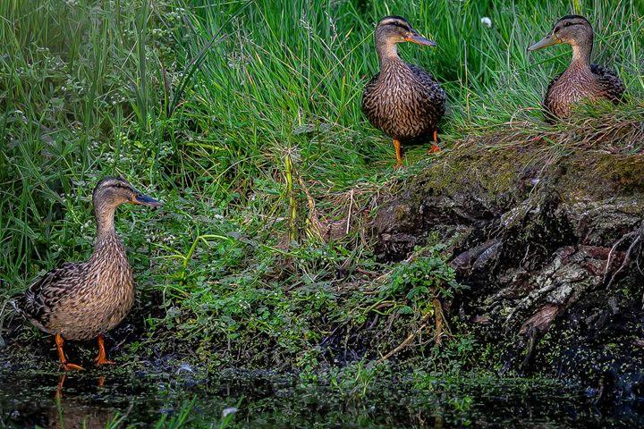 Three Little Ducks - Henry Harrison - Photography, Animals, Birds ...