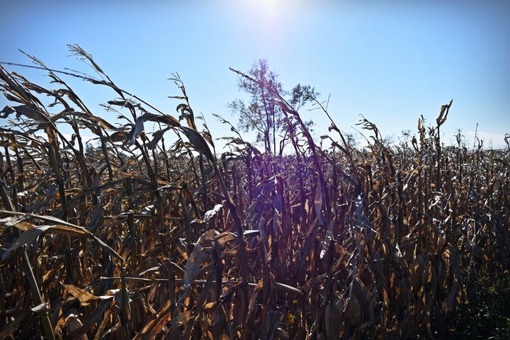 Sunny Days at the Corn Field - BoundlessArtist - Photography ...