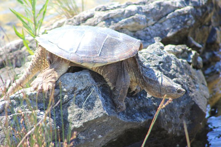 Turtle near Lake Huron - Adam Davis, Artist - Photography, Animals ...
