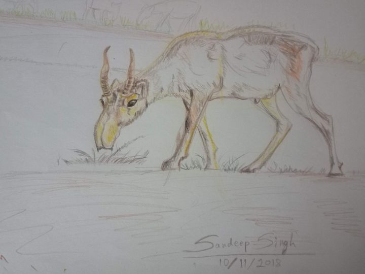 Saiga - A Bizarre Animal in Russia - Sandeep's gallery - Drawings ...