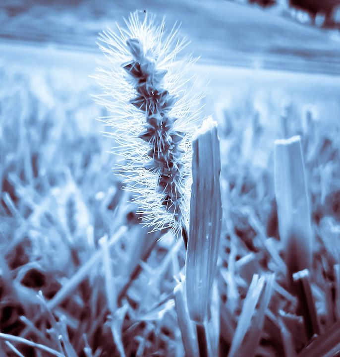 Calm - Timothy Pledger - Photography, Flowers, Plants, & Trees, Plants ...