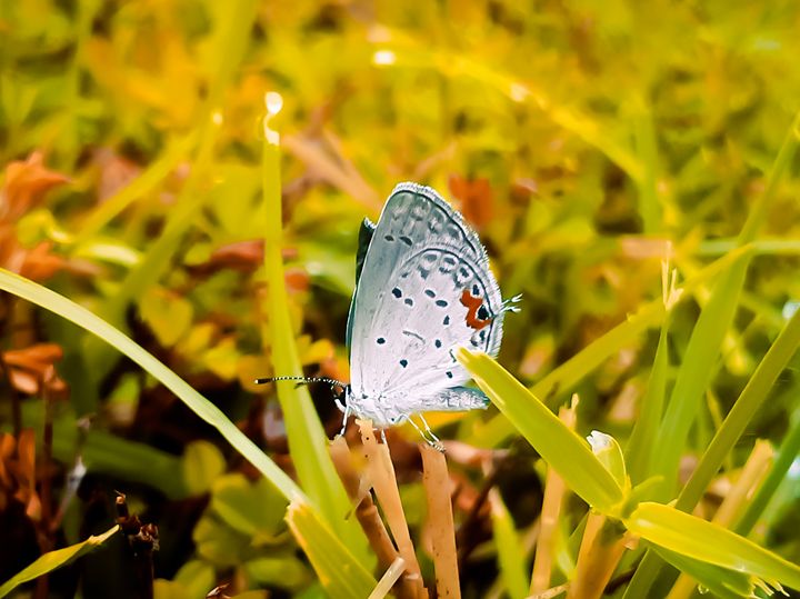 Bijou - Timothy Pledger - Photography, Animals, Birds, & Fish, Bugs ...