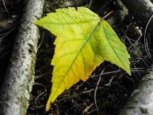 Timothy Pledger - Drawings & Illustration, Photography