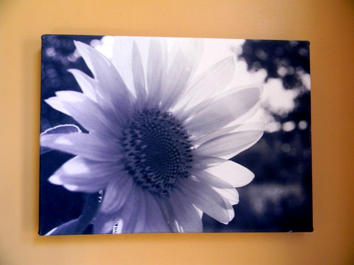 Sunflower_Grayscale - Chameleon Canvas Art - Paintings & Prints ...