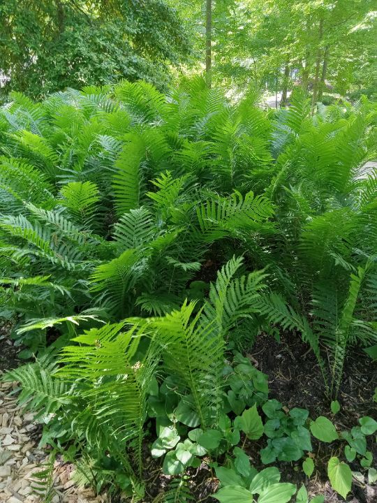 Ferns - Blue Ridge Beauty - Photography, Flowers, Plants, & Trees ...