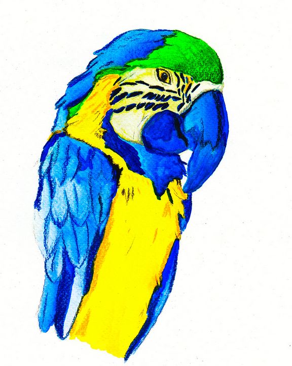 Blue Parrot - Kris’ Digital Nature Art - Paintings & Prints, Animals ...