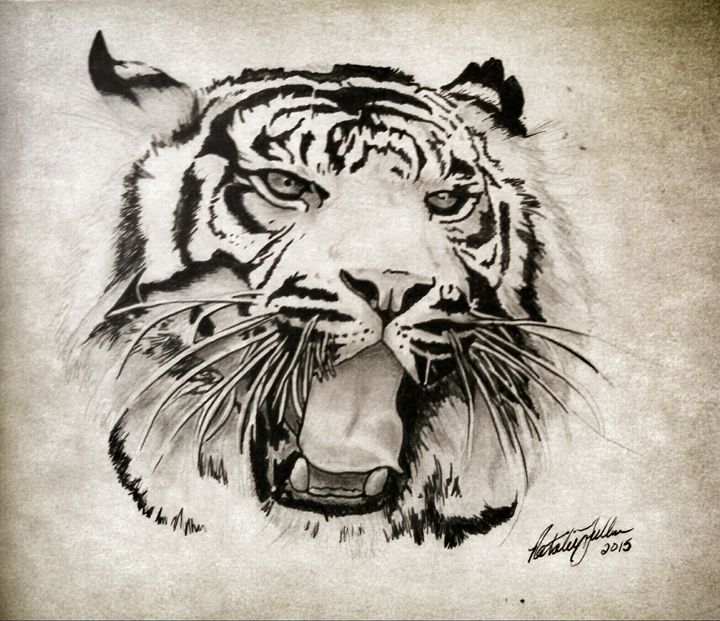 Tiger Growling Drawing Tiger Growl Natalie Fuller Drawings