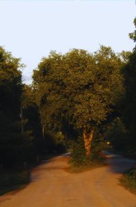 T.Riley - Photography