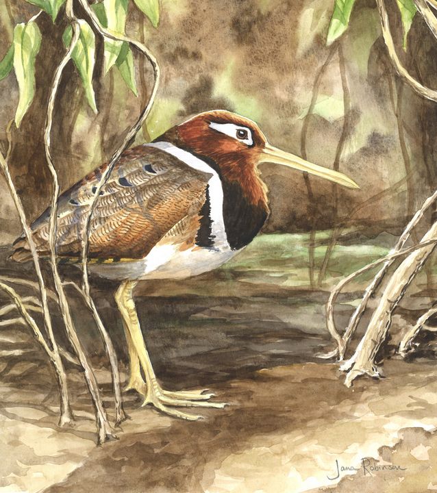 Painted Snipe - Jana Robinson - Paintings & Prints, Animals, Birds ...