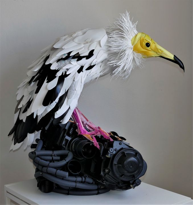 Egyptian Vulture - Plastic Junk - sandie m sutton - Photography ...