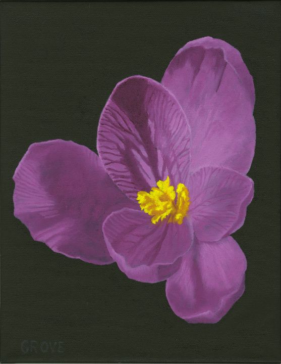 Crocus - Samuel Grove - Paintings & Prints, Flowers, Plants, & Trees ...