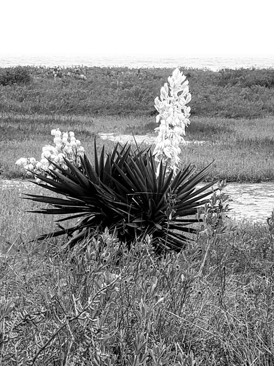 Spanish Dagger - Clearwater - Photography, Flowers, Plants, & Trees ...