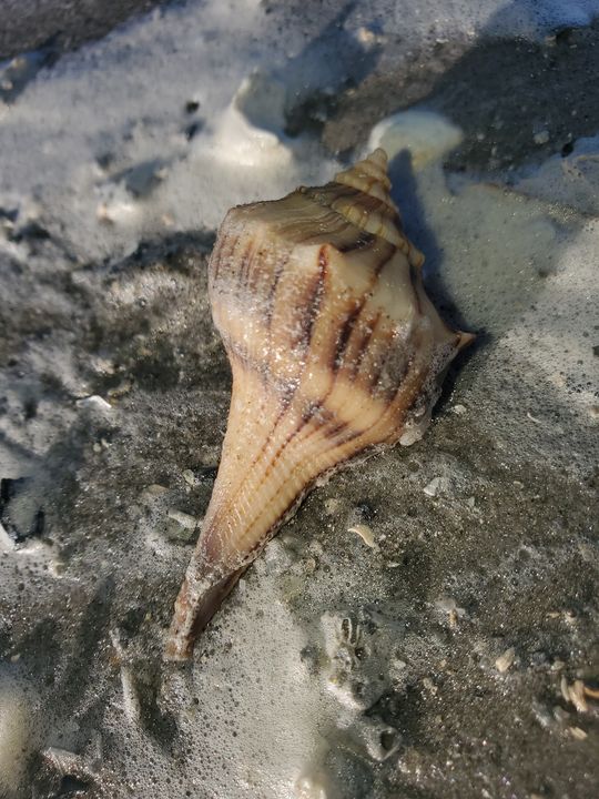 SHELL - Clearwater - Photography, Landscapes & Nature, Beach & Ocean ...