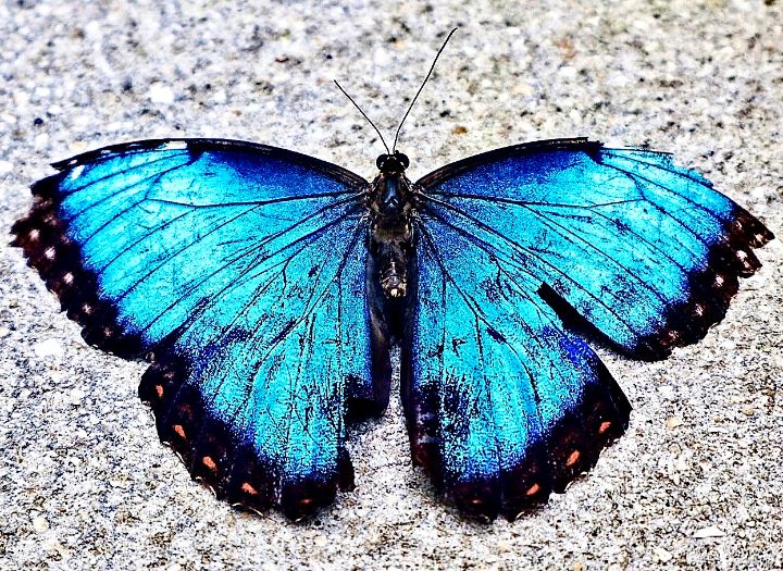 Blue Morpho Butterfly Pictures