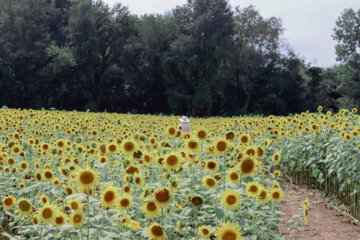 Sunflower Fields - Summer - Photography, Flowers, Plants, & Trees ...