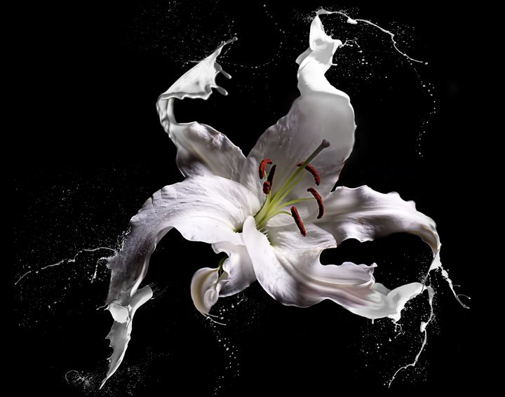 Lily Splash - Lady Lea Photography - Photography, Flowers, Plants ...